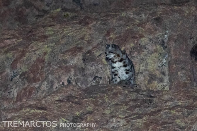 Andean Mountain Cat in Chile, Ecuador Photos - Mammal Watching