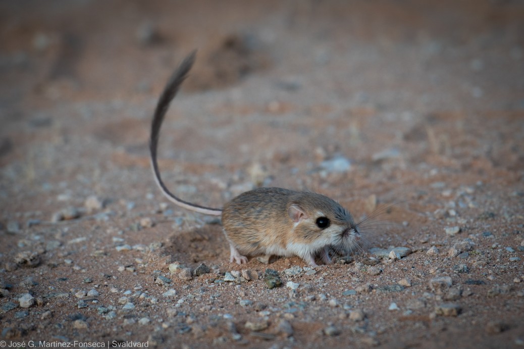 Arizona - Mammal Watching