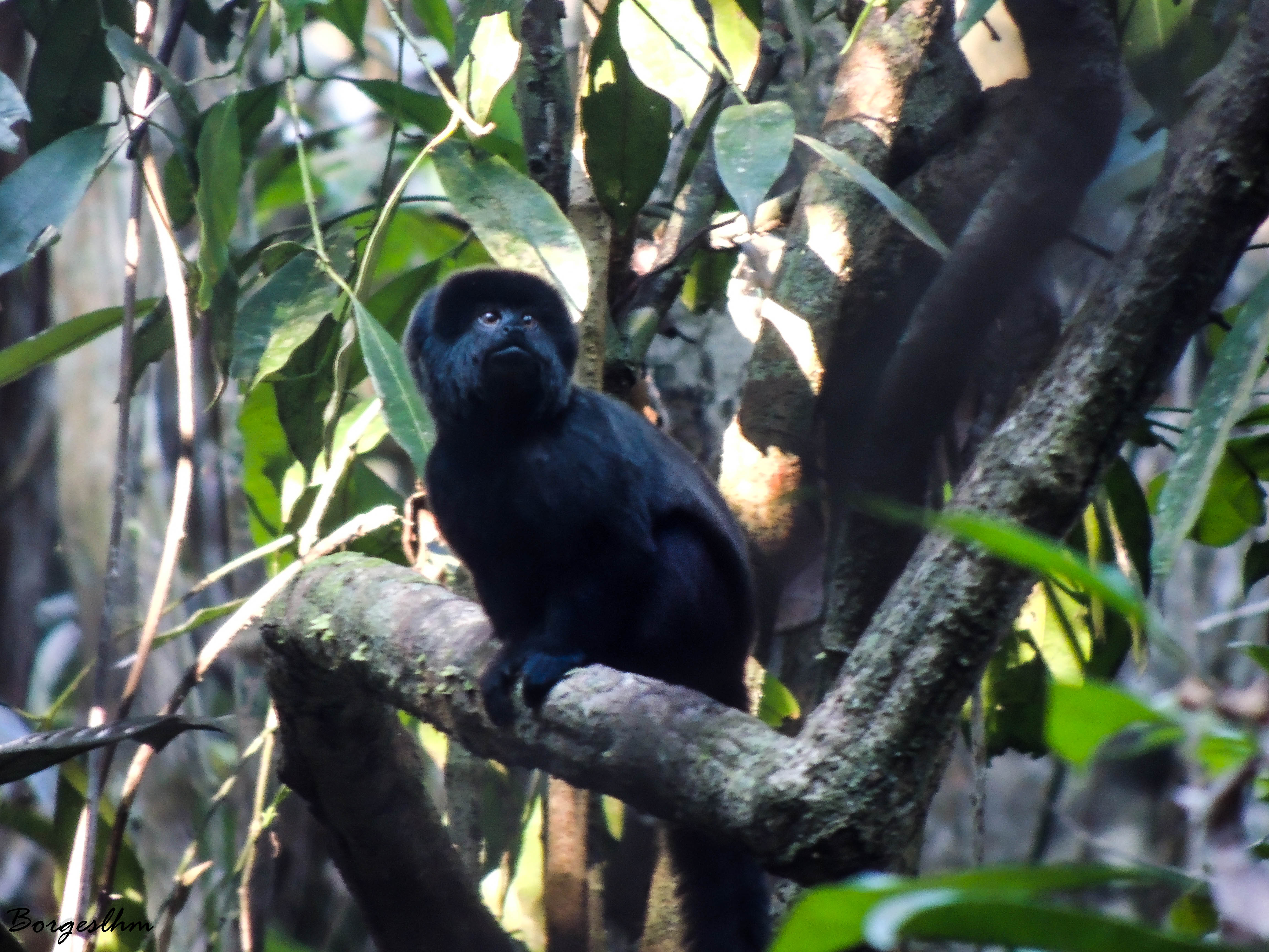 A photo of Callimico Goeldi - Mammal Watching