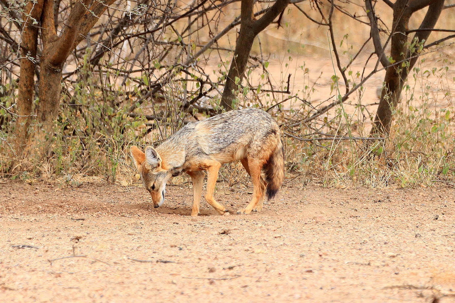 Need ID for a jackal from Ethiopia - Mammal Watching