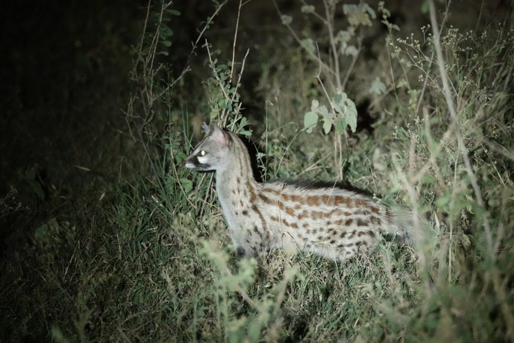 Genet ID - Mammal Watching