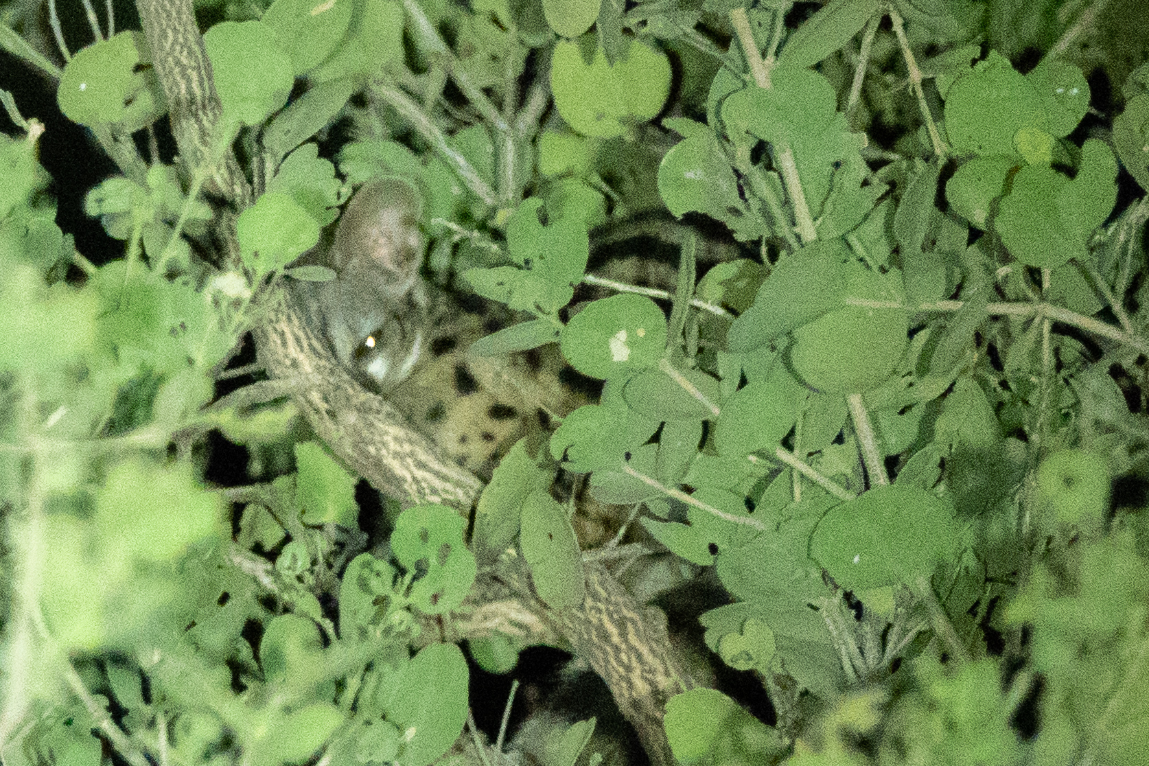 Genet ID - Mammal Watching