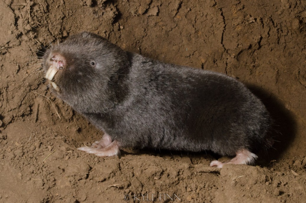 South Africa mammal watching - molerats and golden moles - Mammal Watching