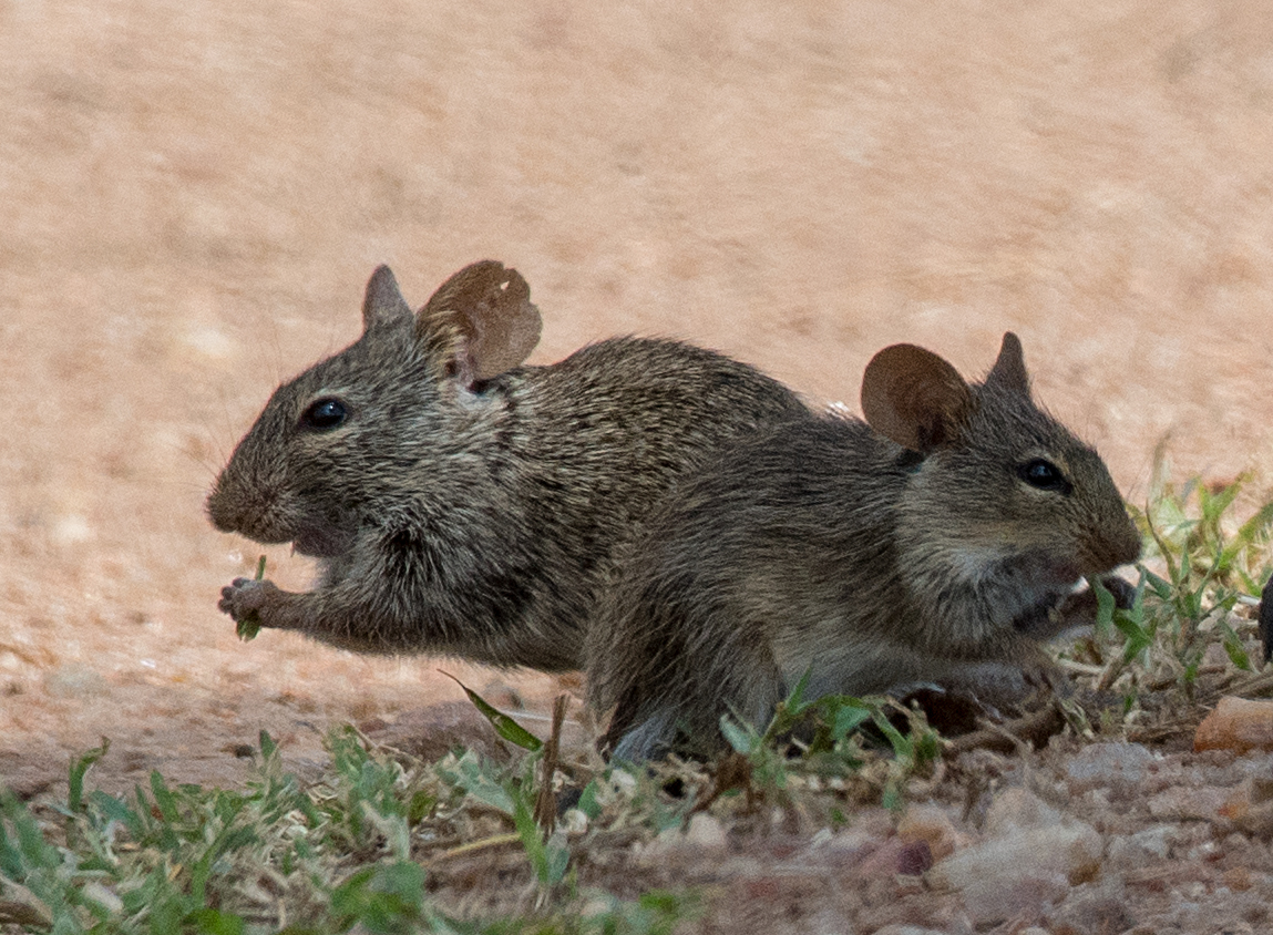Kenya Rodent ID Help - Mammal Watching