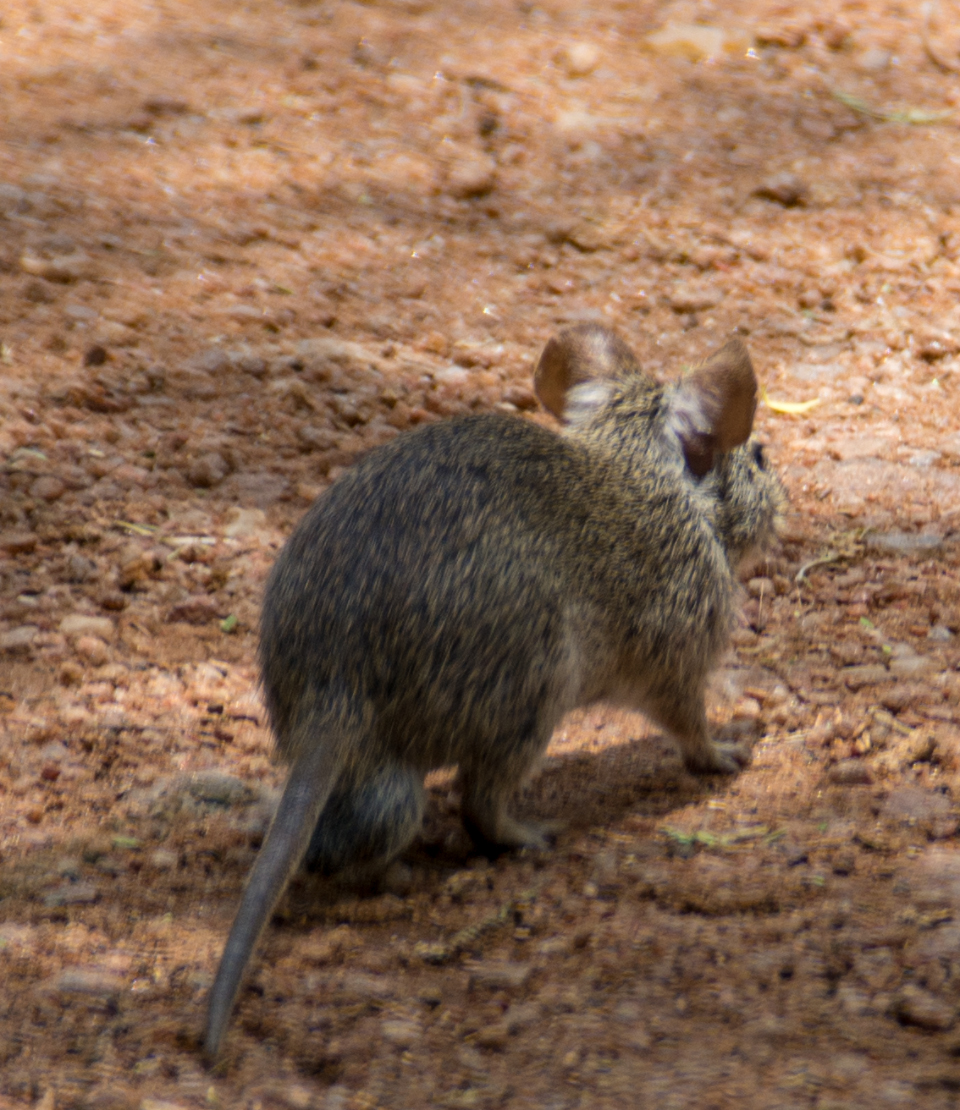 Kenya Rodent ID Help - Mammal Watching