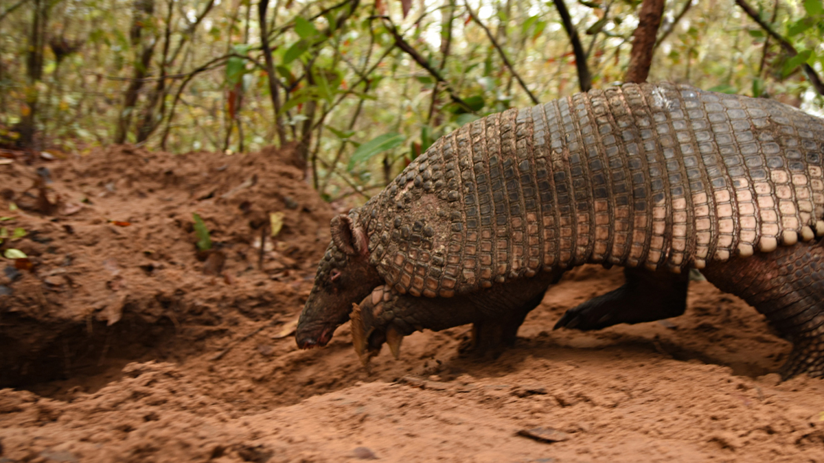 Giant Armadillo & Tapir Quest - Royle Safaris trip report 2018 - Mammal ...