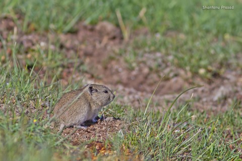 Mountain Vole Archives - Mammal Watching