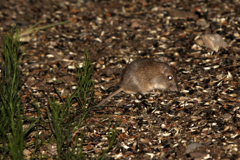 Pocket Mice (Chaetodipus/Perognathus sp.) & Packrat (Neotoma sp.) ID ...