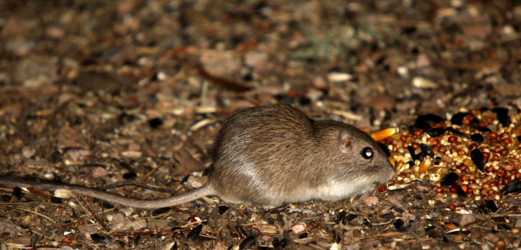 Pocket Mice (Chaetodipus/Perognathus sp.) & Packrat (Neotoma sp.) ID ...