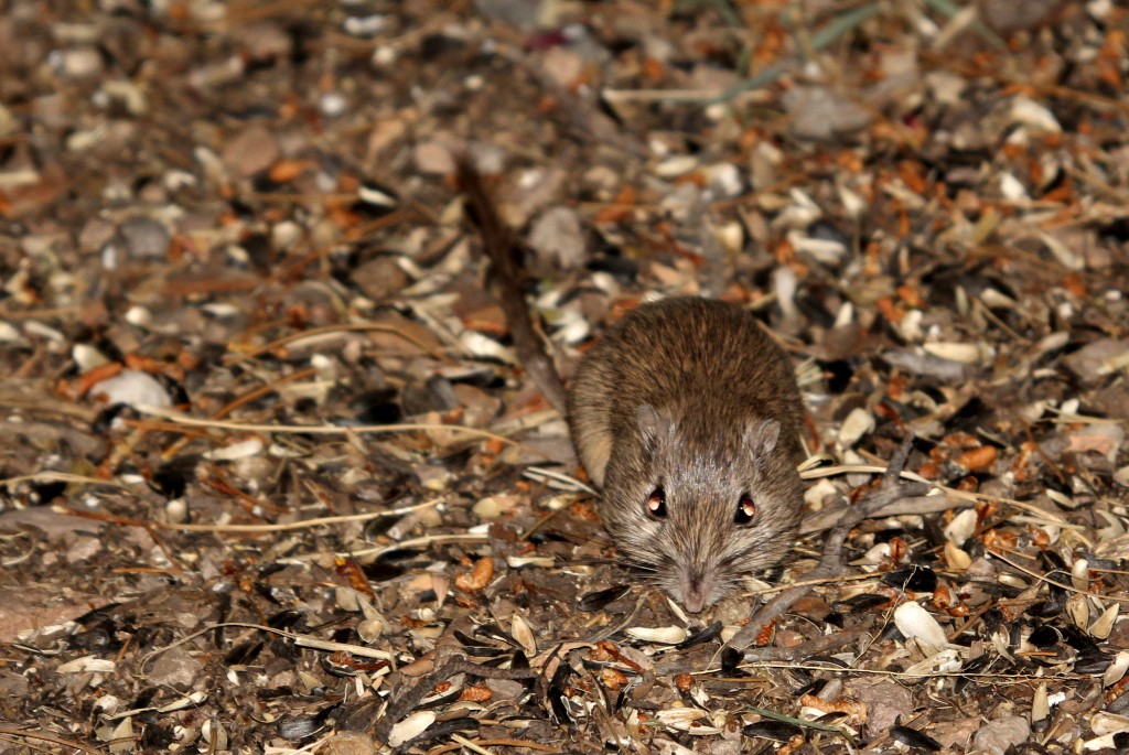 Pocket Mice (Chaetodipus/Perognathus sp.) & Packrat (Neotoma sp.) ID ...