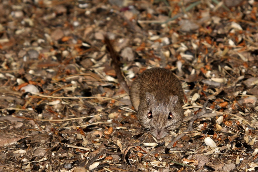 Pocket Mice (Chaetodipus/Perognathus sp.) & Packrat (Neotoma sp.) ID ...