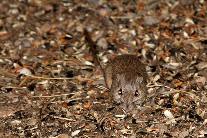 Pocket Mice (Chaetodipus/Perognathus sp.) & Packrat (Neotoma sp.) ID ...