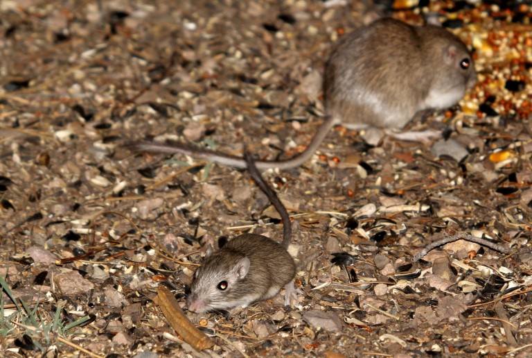 Pocket Mice (Chaetodipus/Perognathus sp.) & Packrat (Neotoma sp.) ID ...