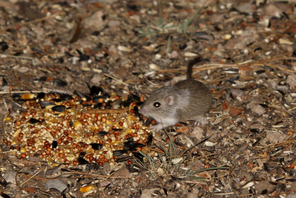 Pocket Mice (Chaetodipus/Perognathus sp.) & Packrat (Neotoma sp.) ID ...