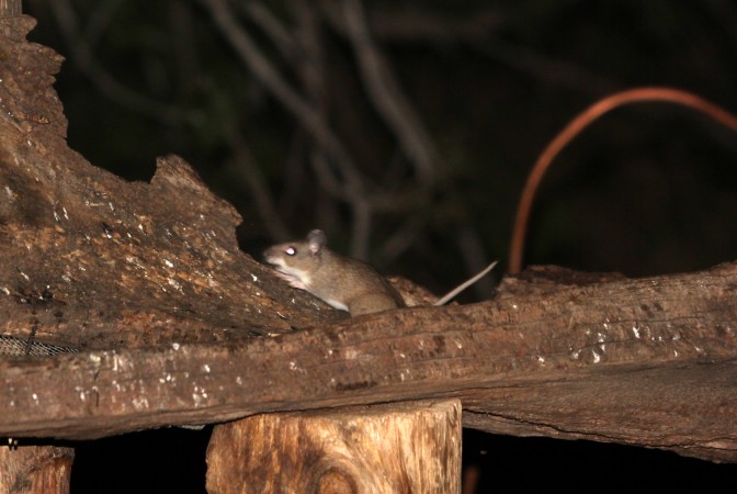 Pocket Mice (Chaetodipus/Perognathus sp.) & Packrat (Neotoma sp.) ID ...