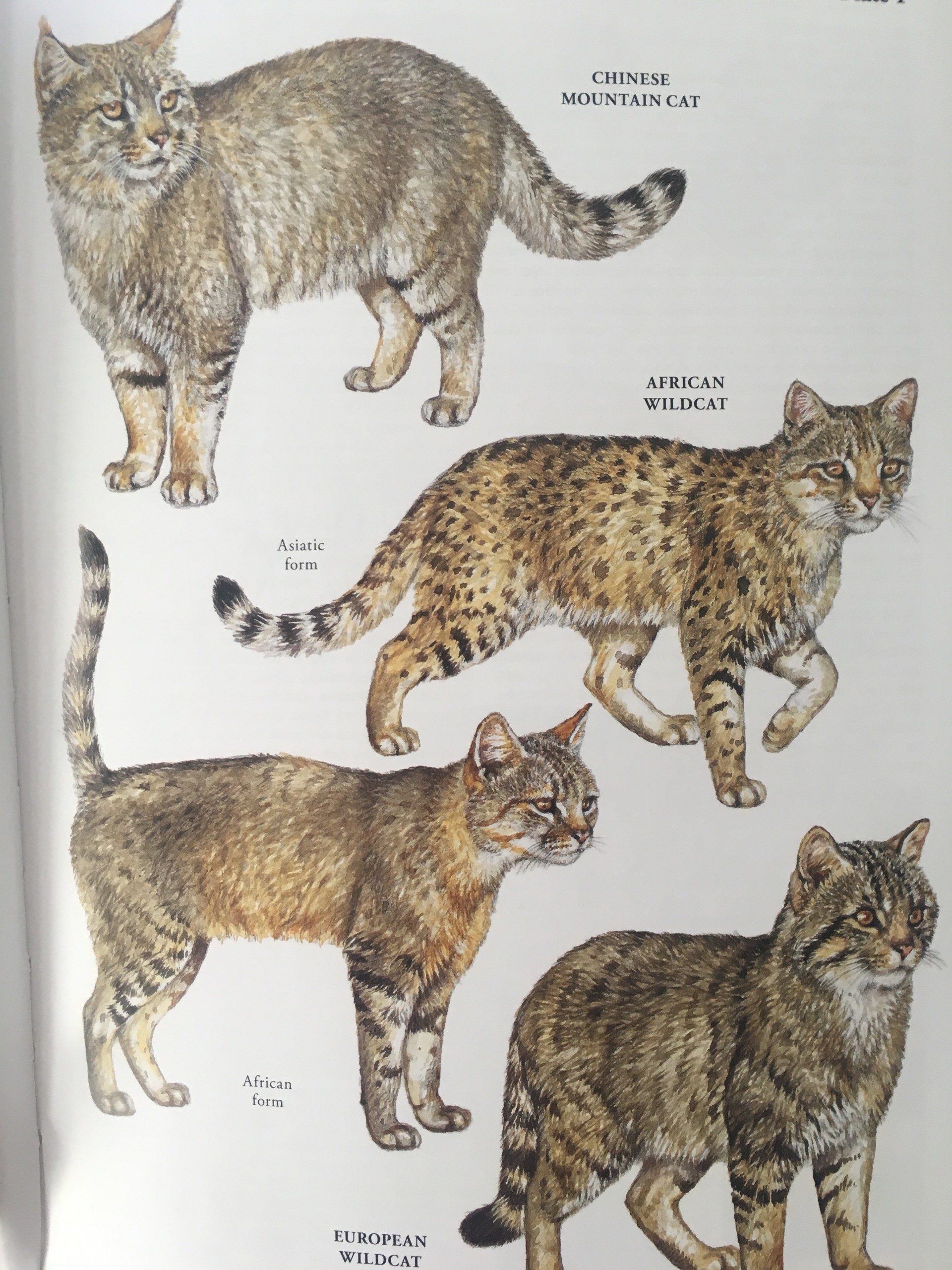 Book Review: Carnivores of the World (2nd edition) - Mammal Watching