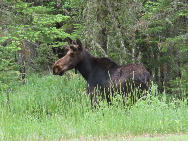 Moose Watching in Pittsburg, NH - Mammal Watching