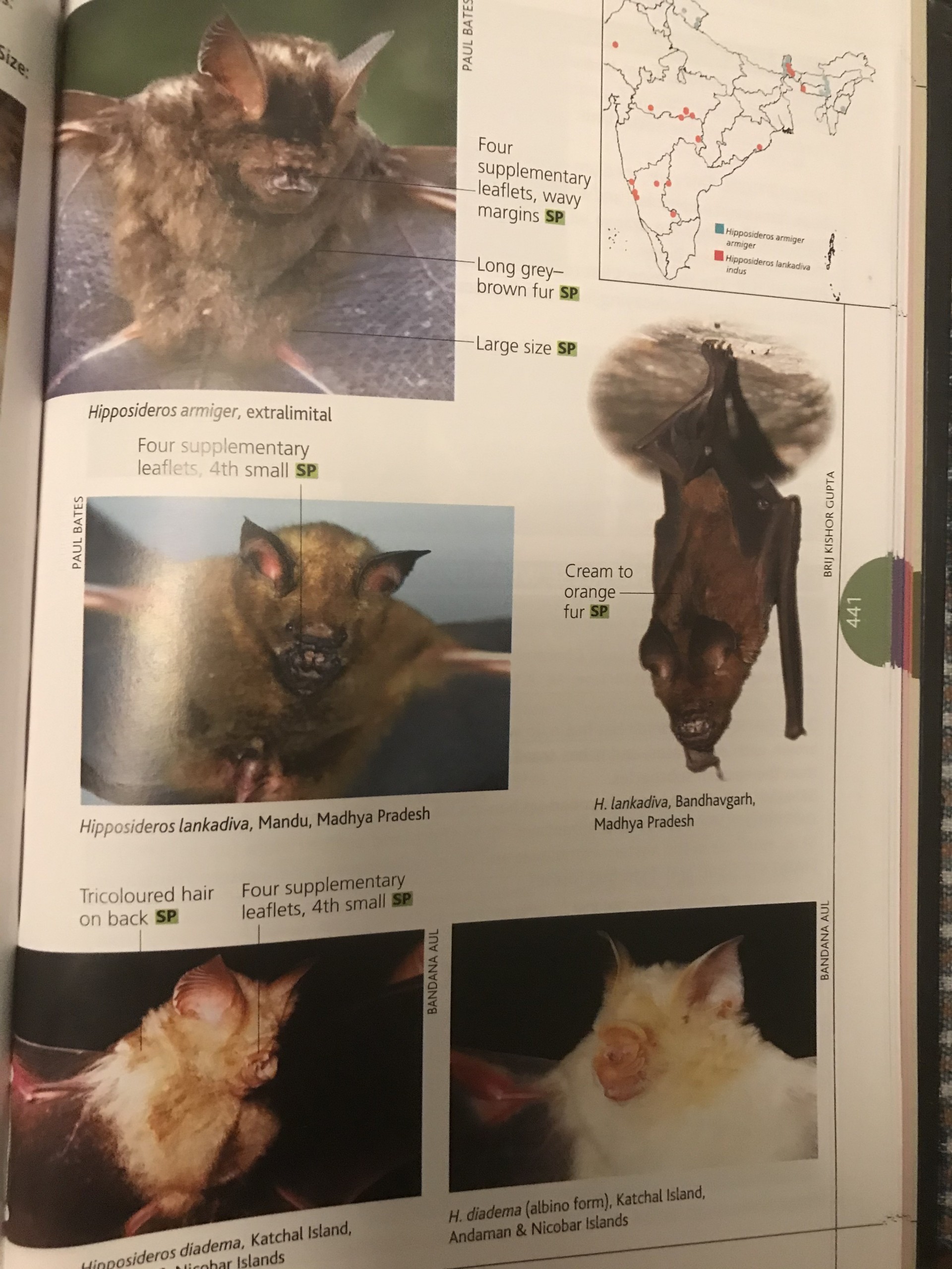 Book Review: Indian Mammals: A Field Guide. 2014 Edition - Mammal Watching