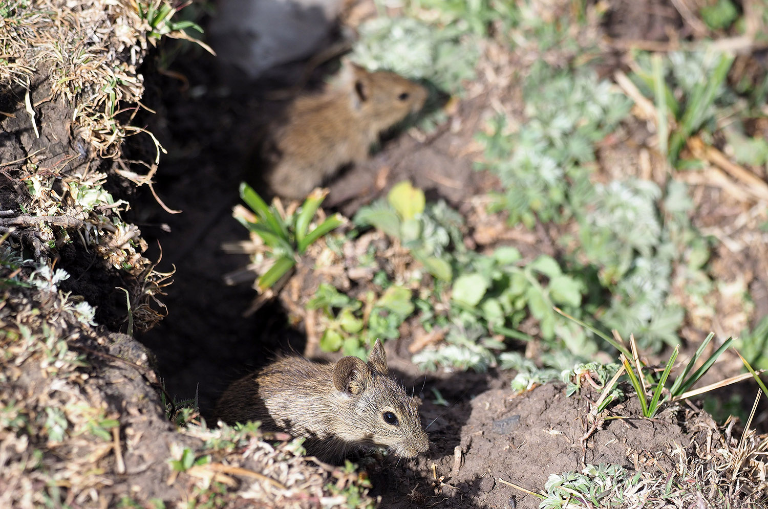Need ID for Grass rats from Ethiopia - Mammal Watching