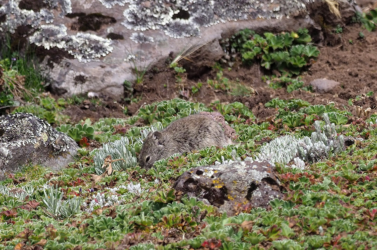 Need ID for Grass rats from Ethiopia - Mammal Watching