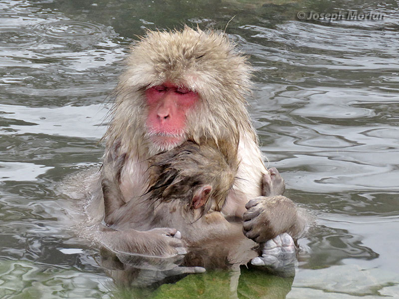 Japanese Macaque (Macaca fuscata) - Mammal Watching