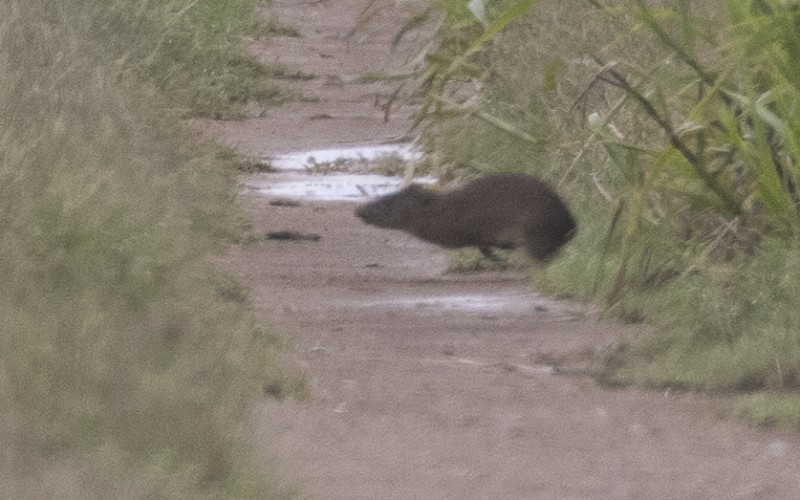 Acouchi in Bolivia? - Mammal Watching
