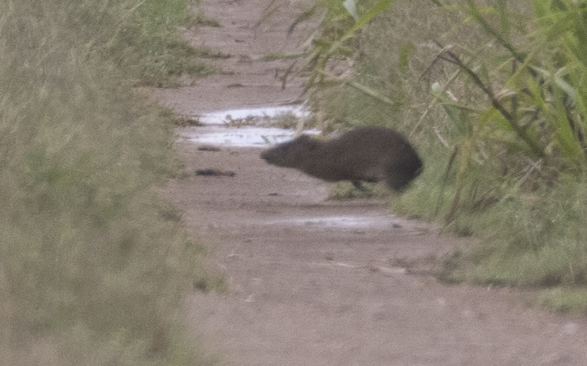 Acouchi in Bolivia? - Mammal Watching