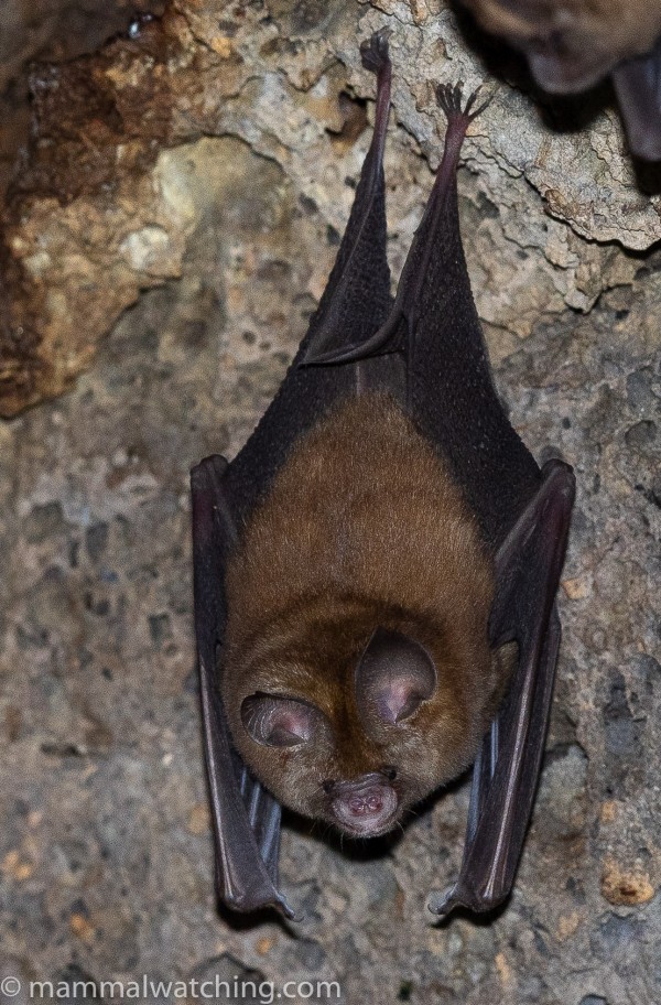 Kenya, 2021 - Mammal Watching