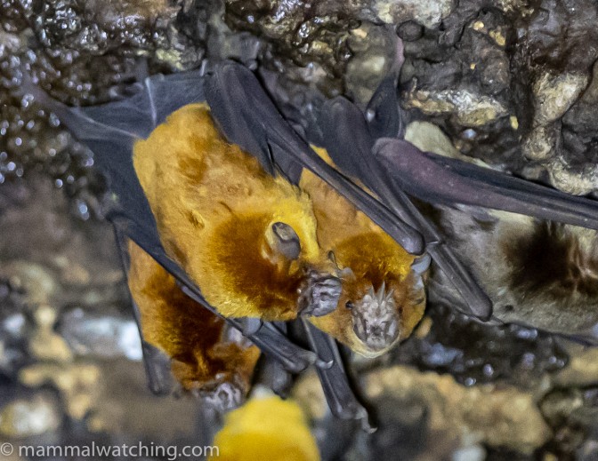 Kenya, 2021 - Mammal Watching