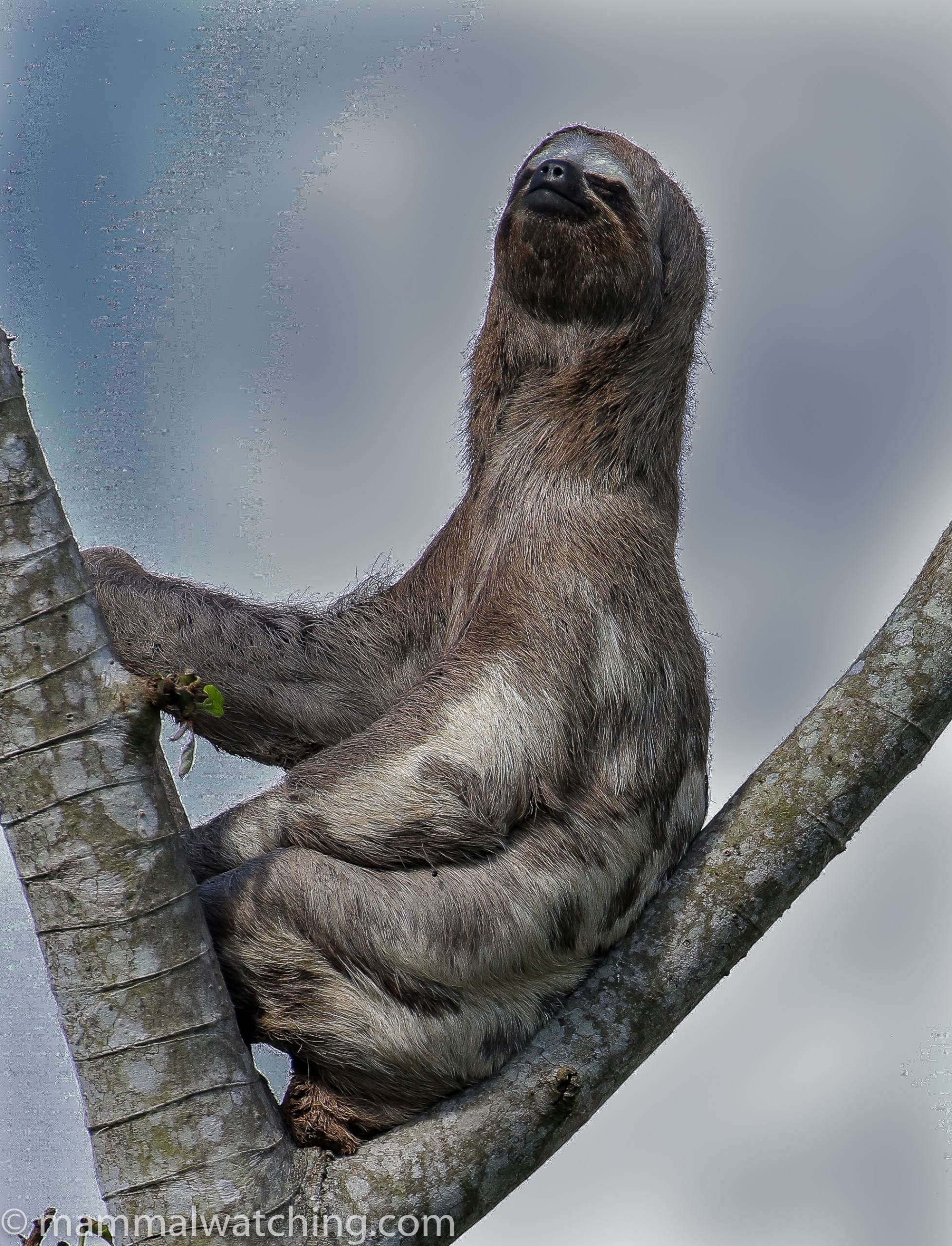 Podcast - Mammal Watching