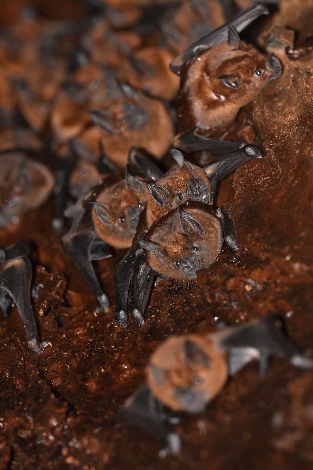 Primarily Peruvian Primates: Owlet Lodge and Los Amigos Research ...