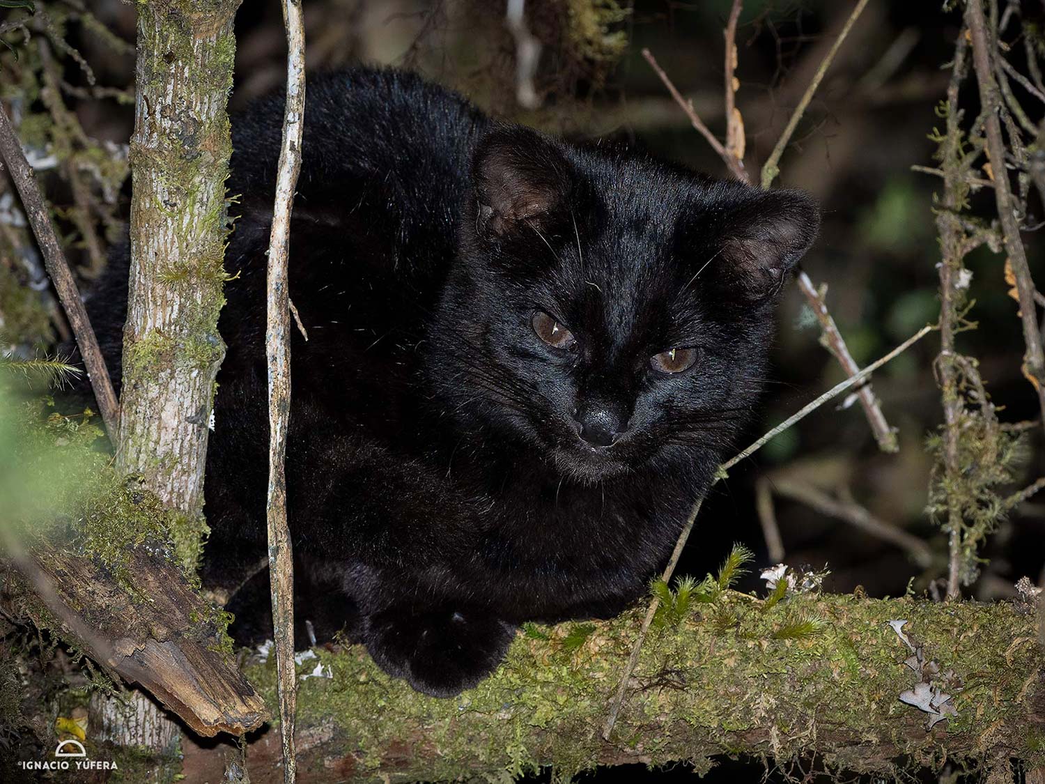 Melanistic Oncilla in Panama - February 25, 2020 - Mammal Watching