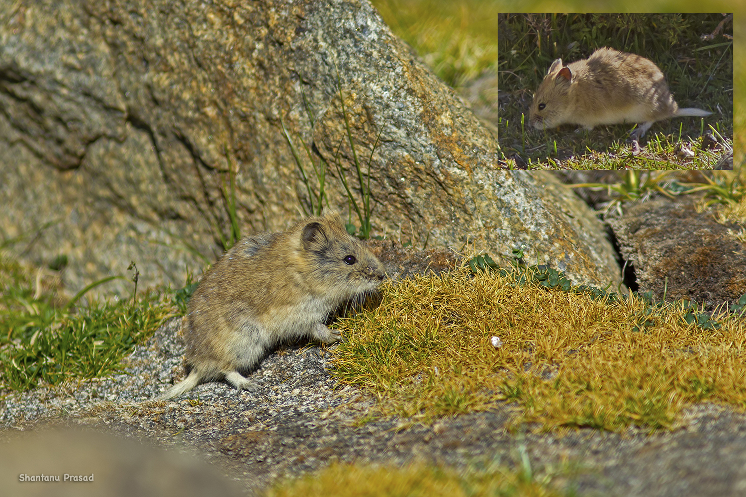 ID Help please. Royle's Mountain Vole ? - Mammal Watching