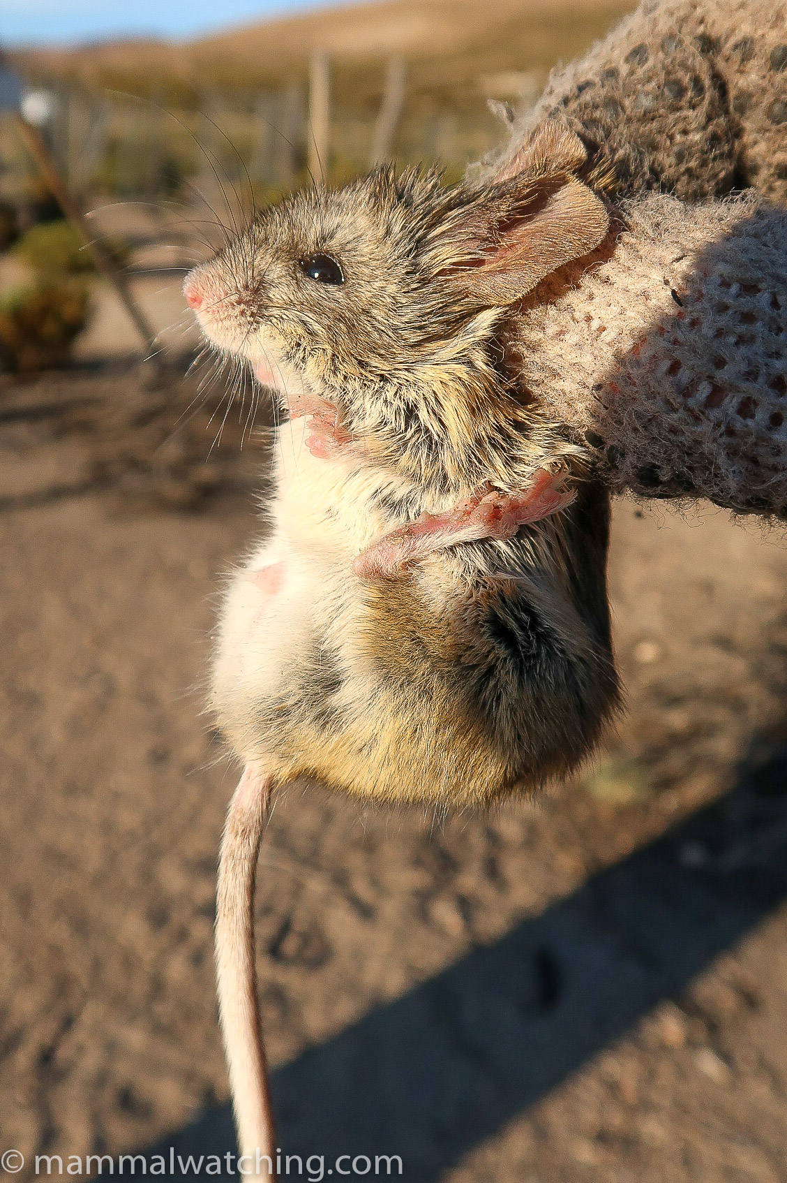 Searching for the Andean Mountain Cat, November 2018 - Mammal Watching