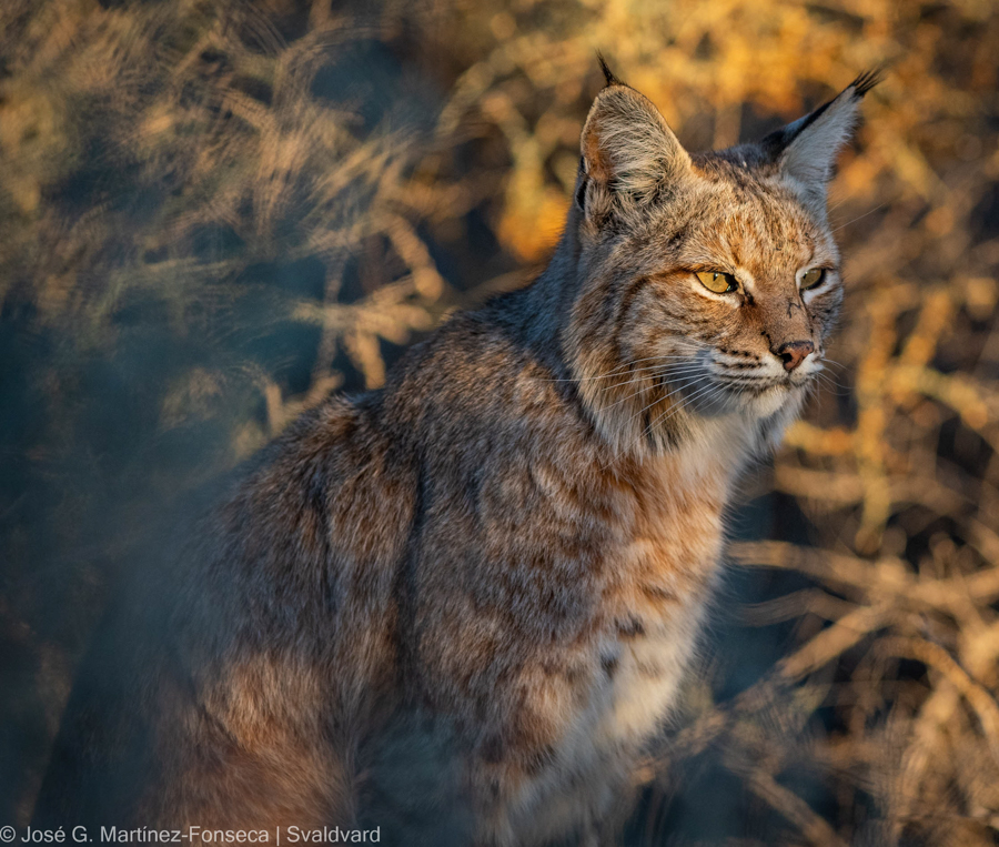 Update on Bobcats in Tucson Arizona - Mammal Watching