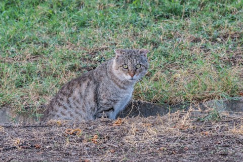 Ethiopia "African Wild Cat" Archives - Mammal Watching