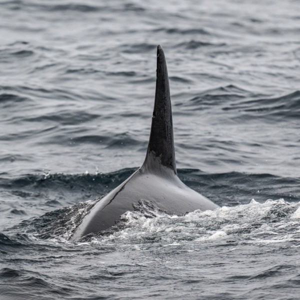 Baird's Beaked Whale in California (not chaseable) - Mammal Watching