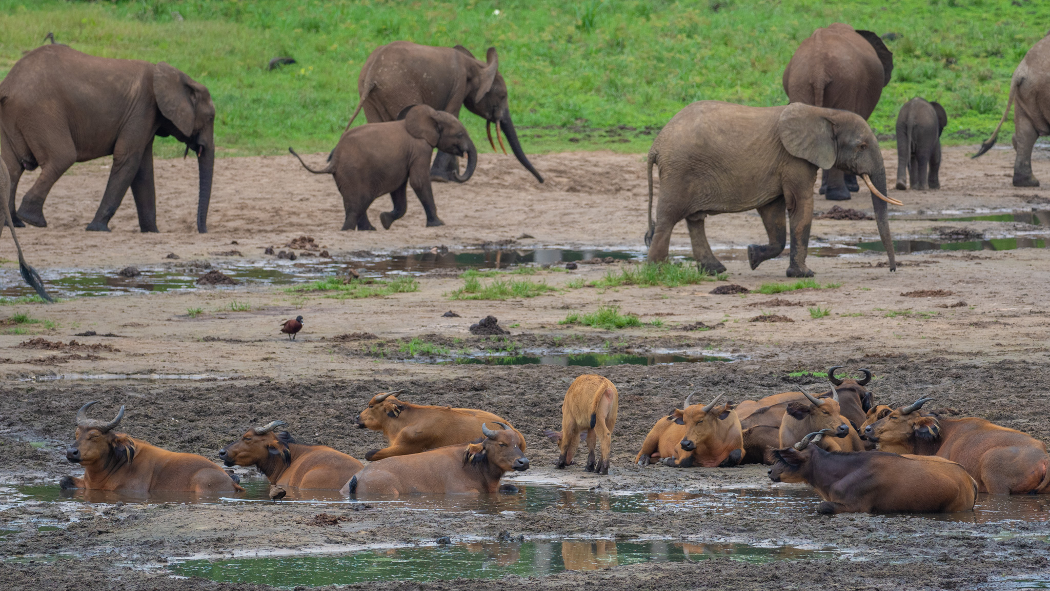 Sangha Lodge MammalFest- CAR - Mammal Watching