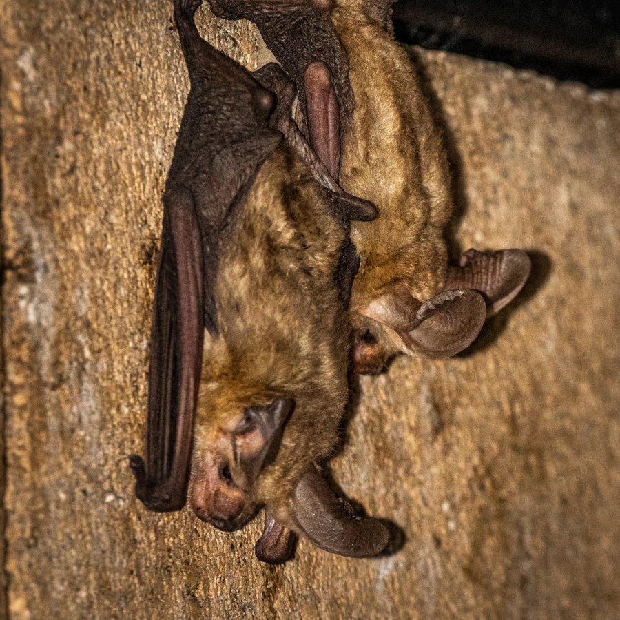 Madera Canyon, Arizona (Pallid Bat Update) - Mammal Watching