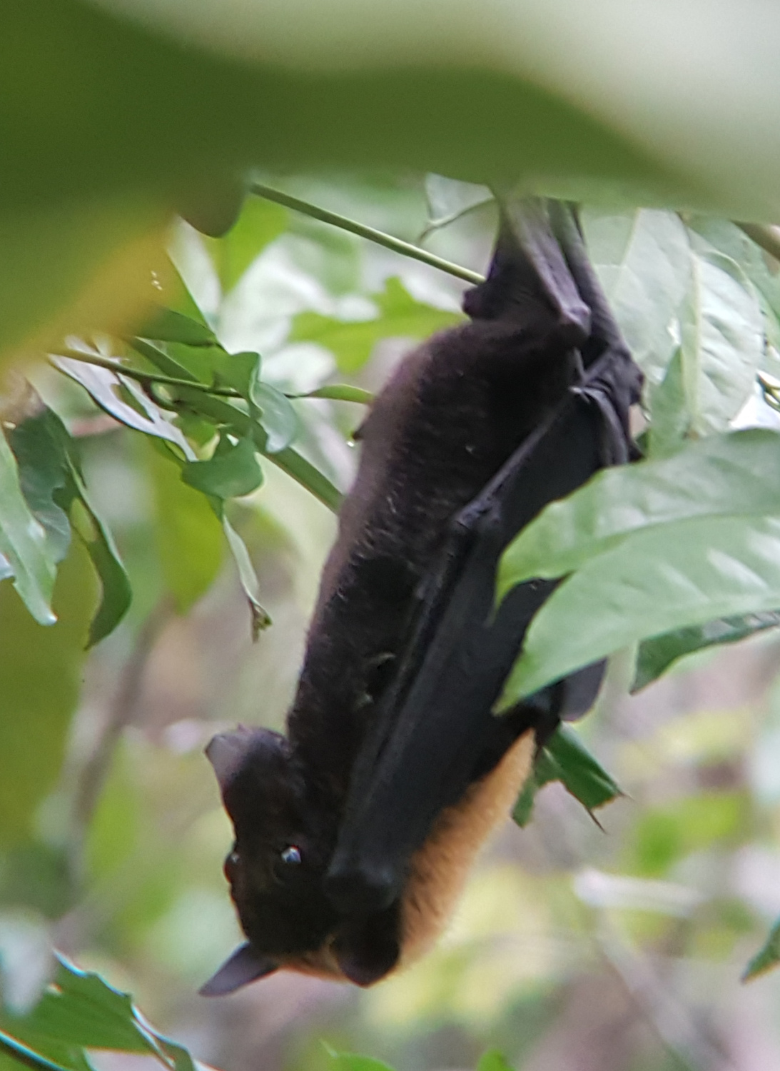 Two bats to ID, New Guinea region - Mammal Watching