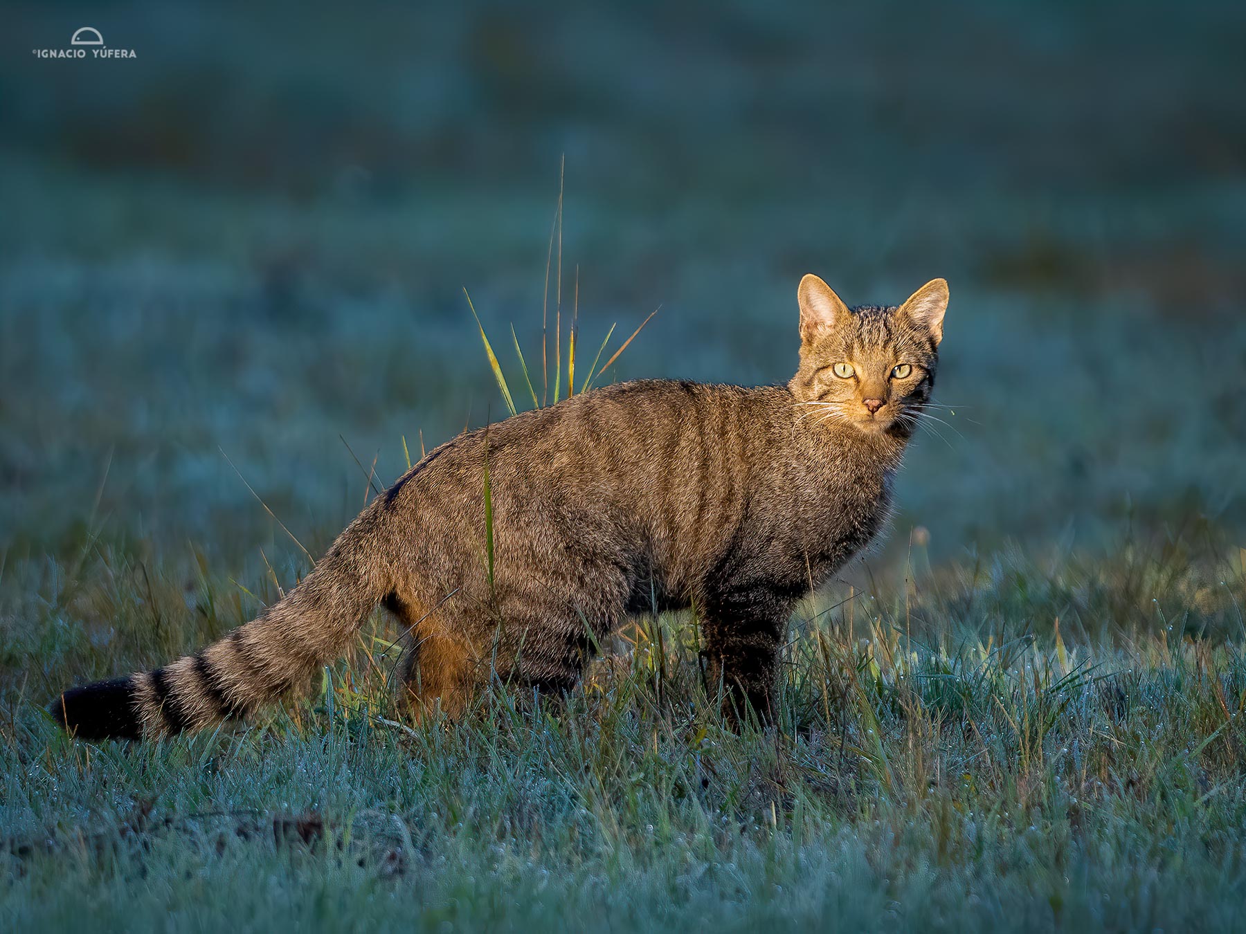 Wildcats in the Picos de Europa, Spain - Mammal Watching