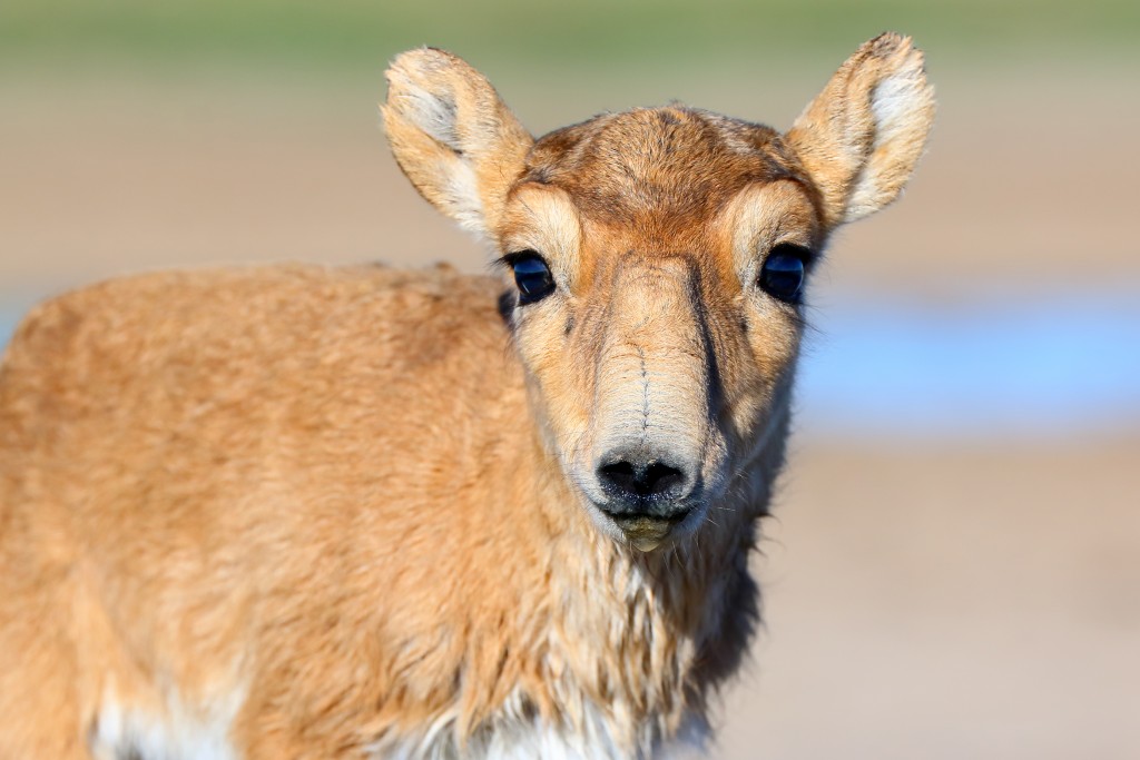 Wild Saiga Antelope Watching and Photography: May 2019 - Mammal Watching