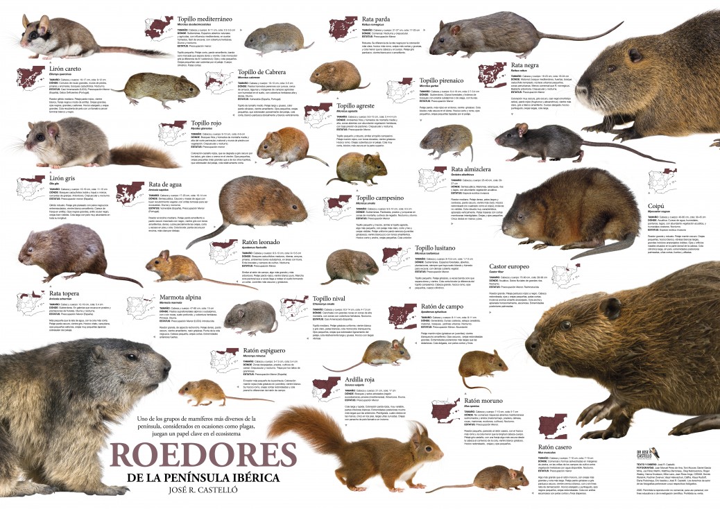 Two Mammal Posters for Spain from José R. Castelló - Mammal Watching