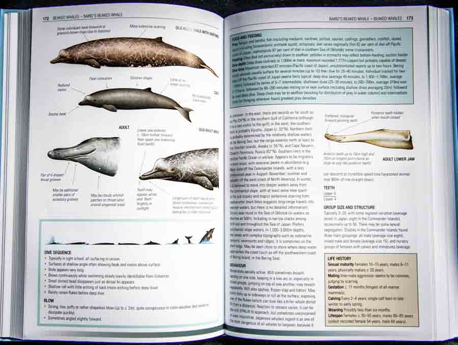 New Cetacean Guide by Mark Carwardine - Mammal Watching