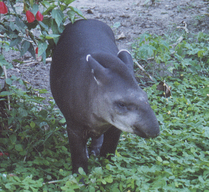 Puerto Maldonado, Peru - Mammal Watching