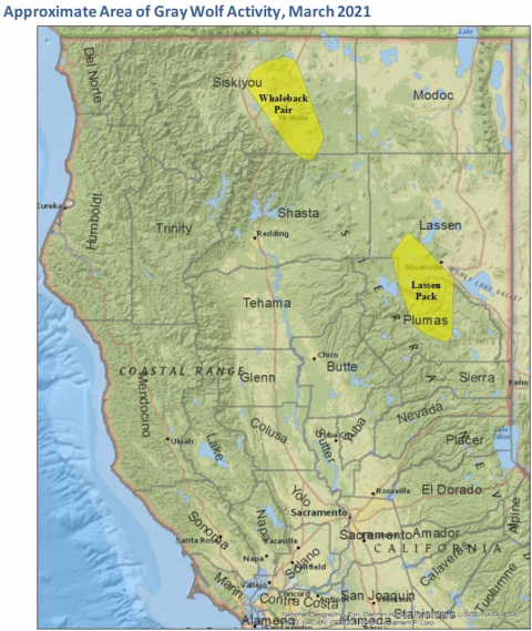 California Wolf Archives - Mammal Watching